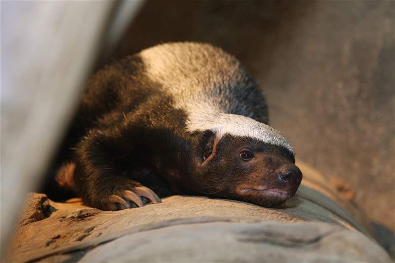 Fotogalerie: Medojed kapský v pražské ZOO.