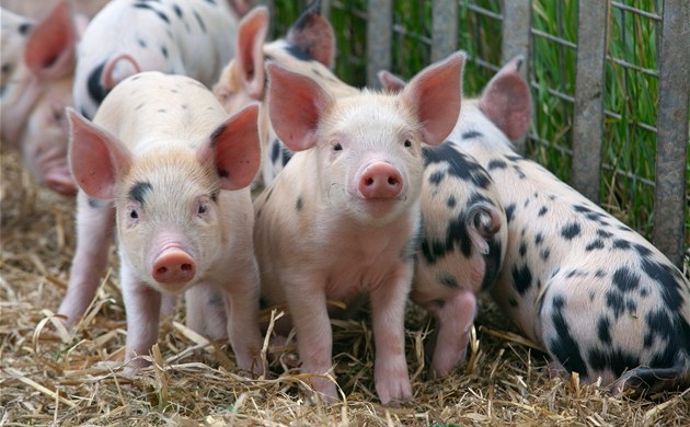 Prase domácí | FC Sasuke a Orochimaru